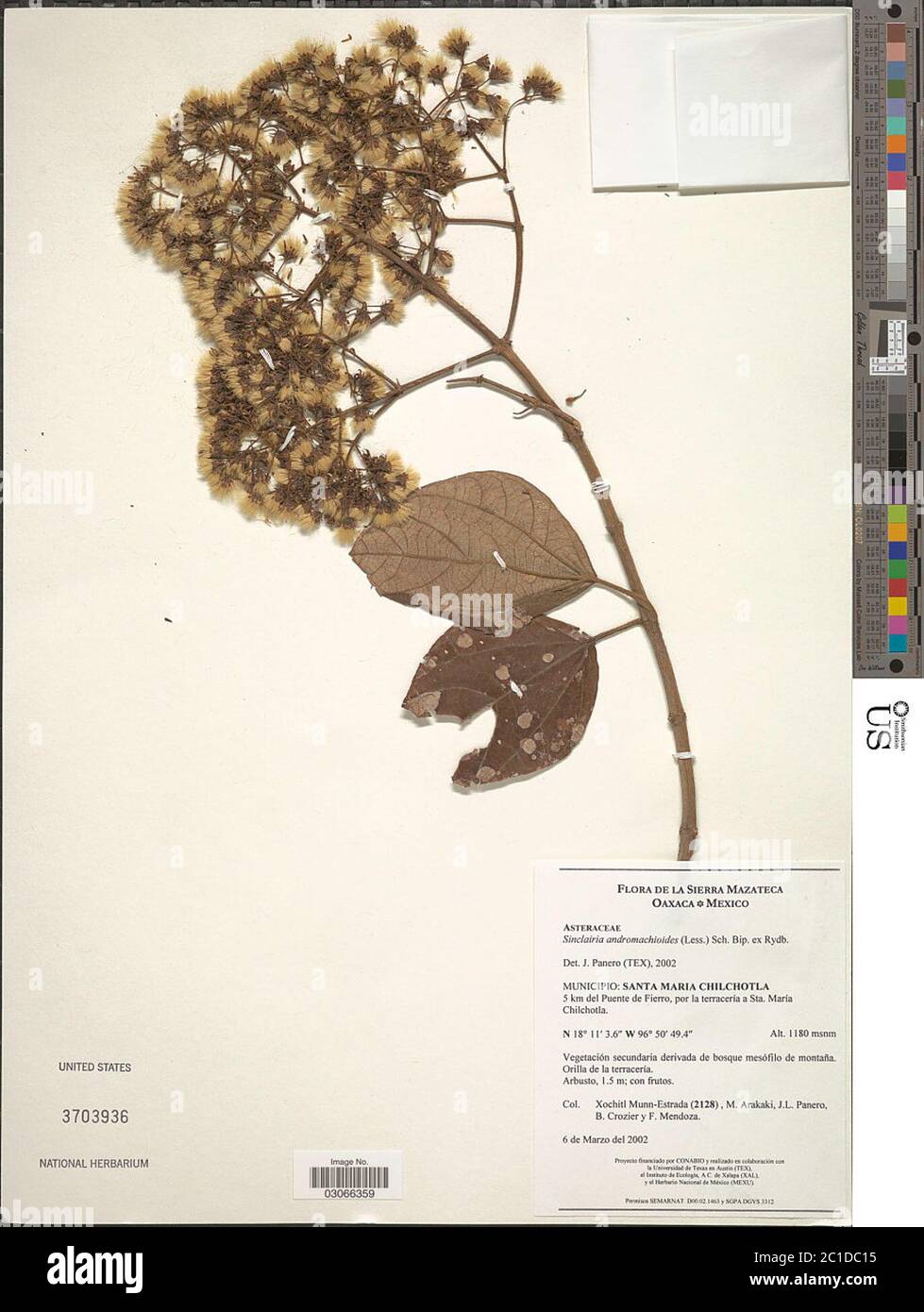 Sinclairia andromachioides Hemsl Sinclairia andromachioides Hemsl Stock ...