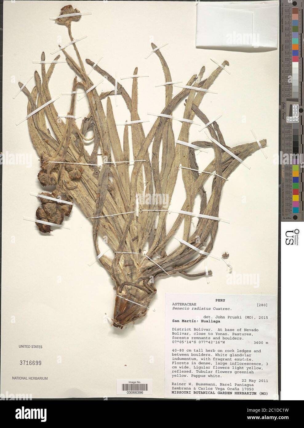 Senecio radiatus Cuatrec Senecio radiatus Cuatrec Stock Photo - Alamy