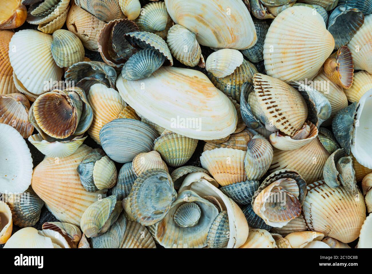 Mixed colorful sea shells as background. Sea Shell Texture Stock Photo ...