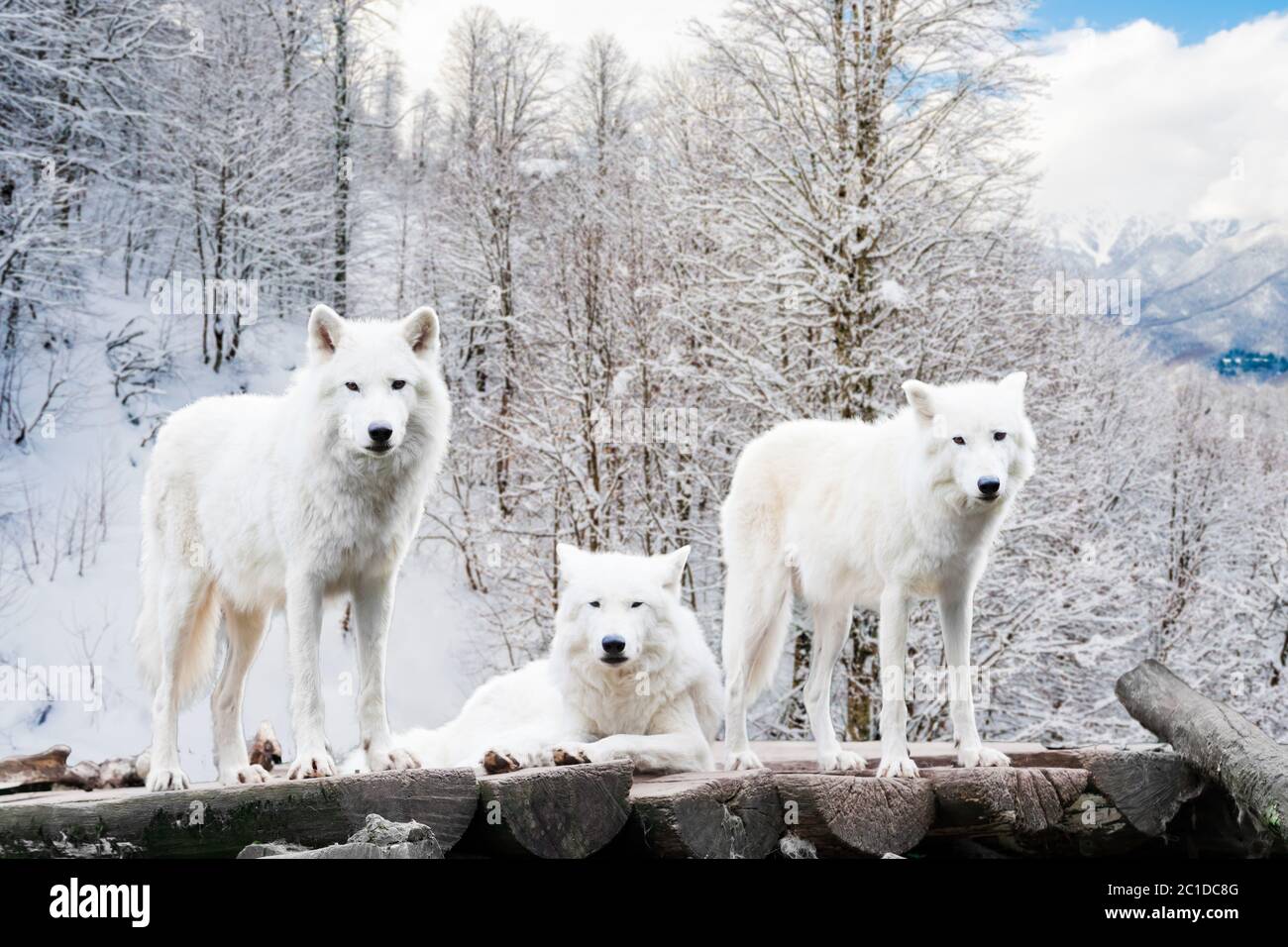 Arctic wolf canis lupus family hi-res stock photography and images - Alamy