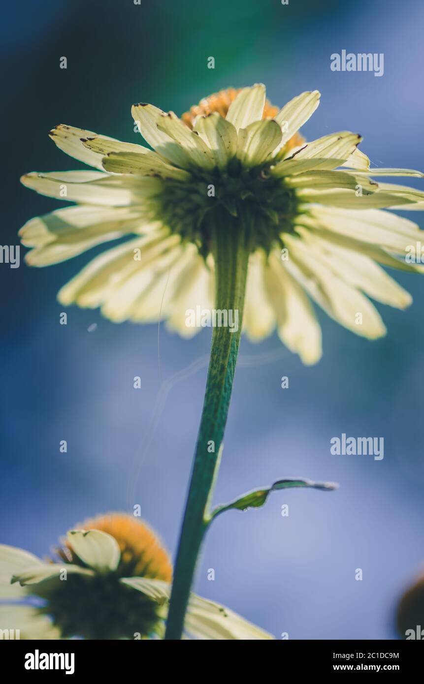 worm eye view to the yellow echinacea flower and blue sky Stock Photo ...