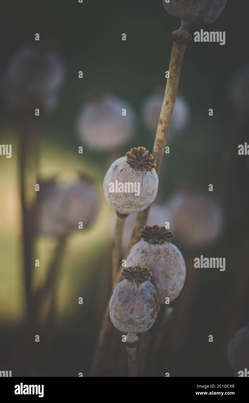 brown colors in the nature Stock Photo - Alamy
