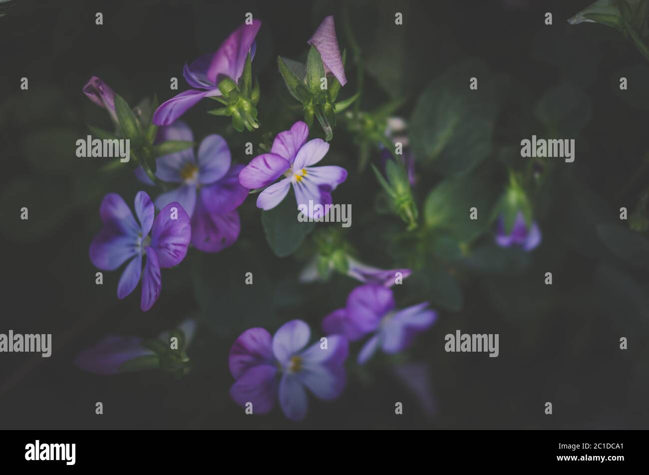 beautiful small flowers in the garden in spot of light Stock Photo - Alamy
