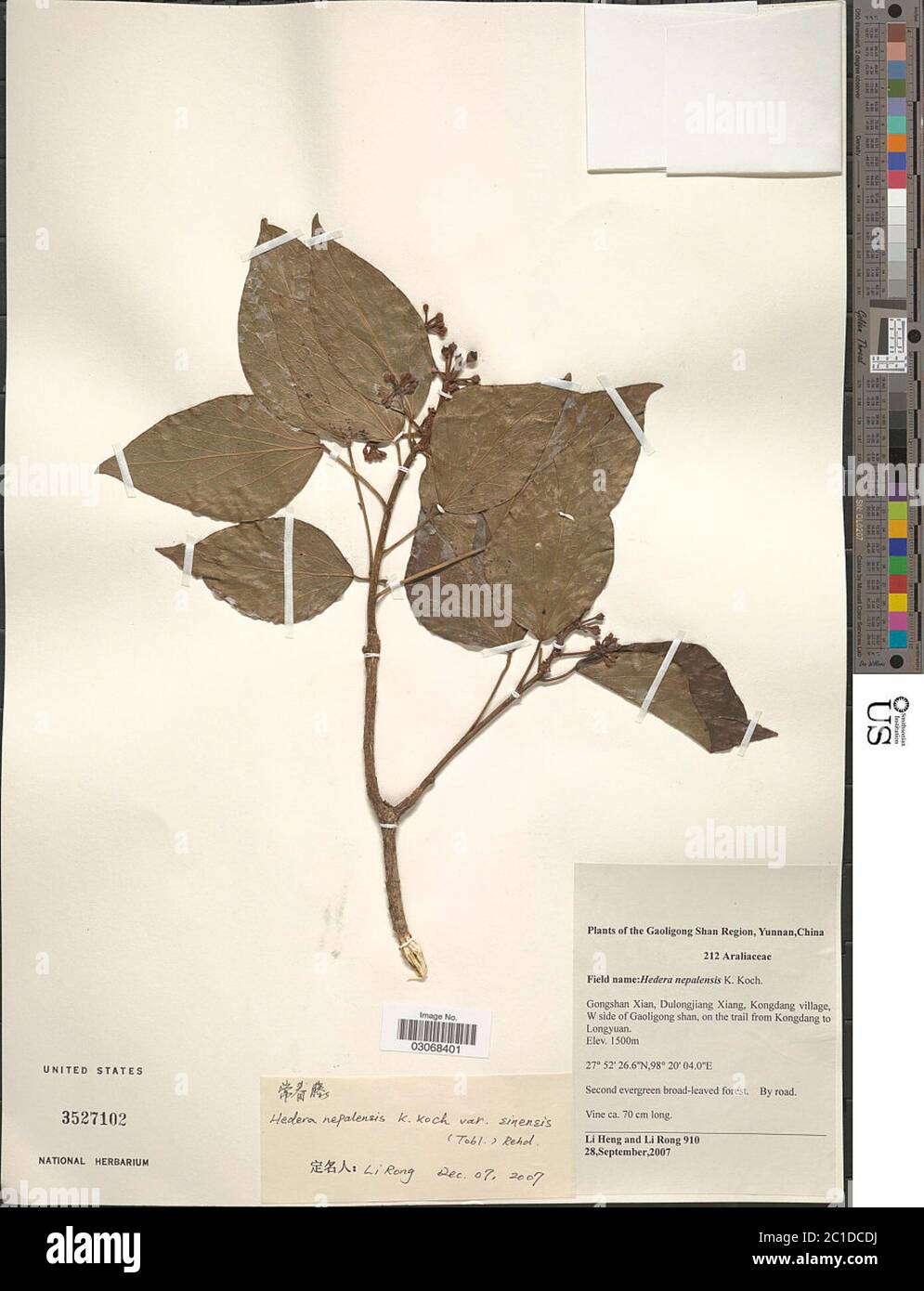 Hedera nepalensis var sinensis hi-res stock photography and images - Alamy