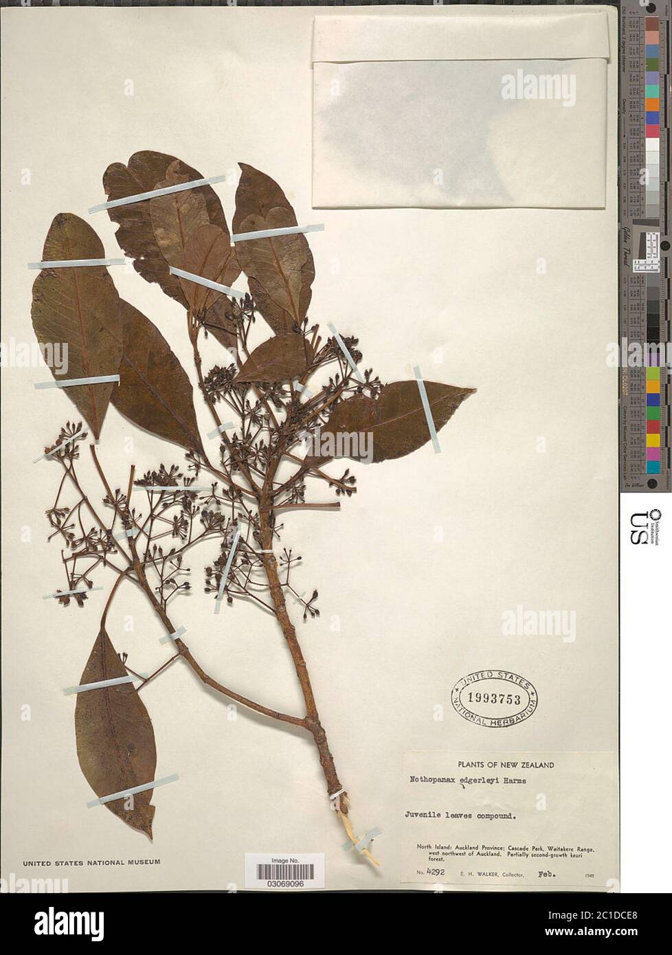 Nothopanax edgerleyi Hook f Harms Nothopanax edgerleyi Hook f Harms ...