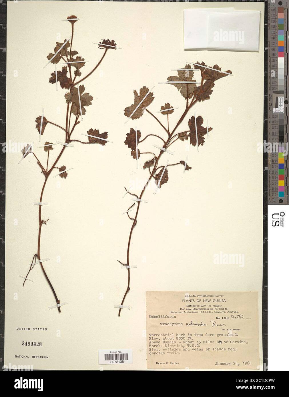 Trachymene hi-res stock photography and images - Alamy