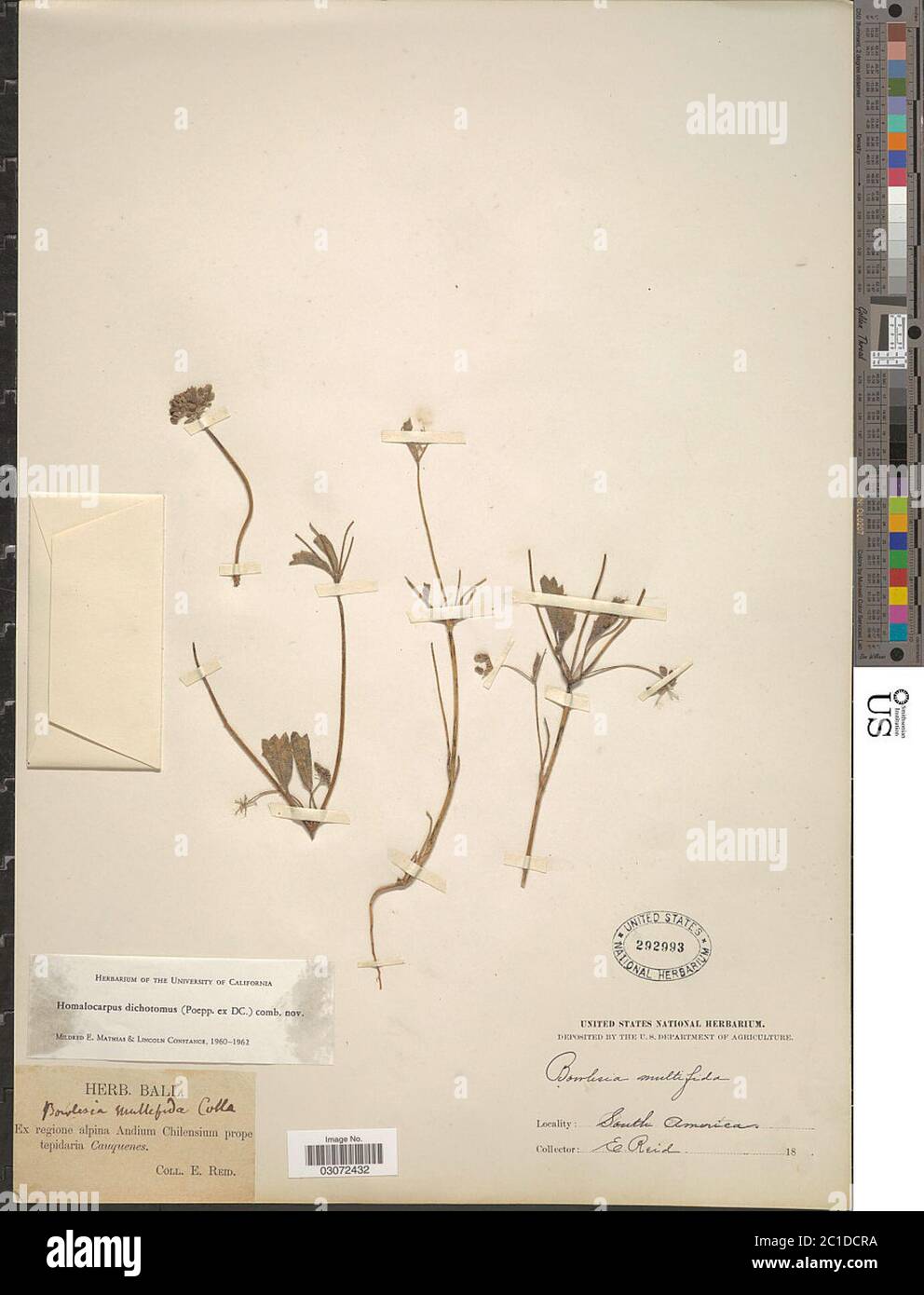 Homalocarpus dichotomus Poepp ex DC Mathias Constance Homalocarpus ...