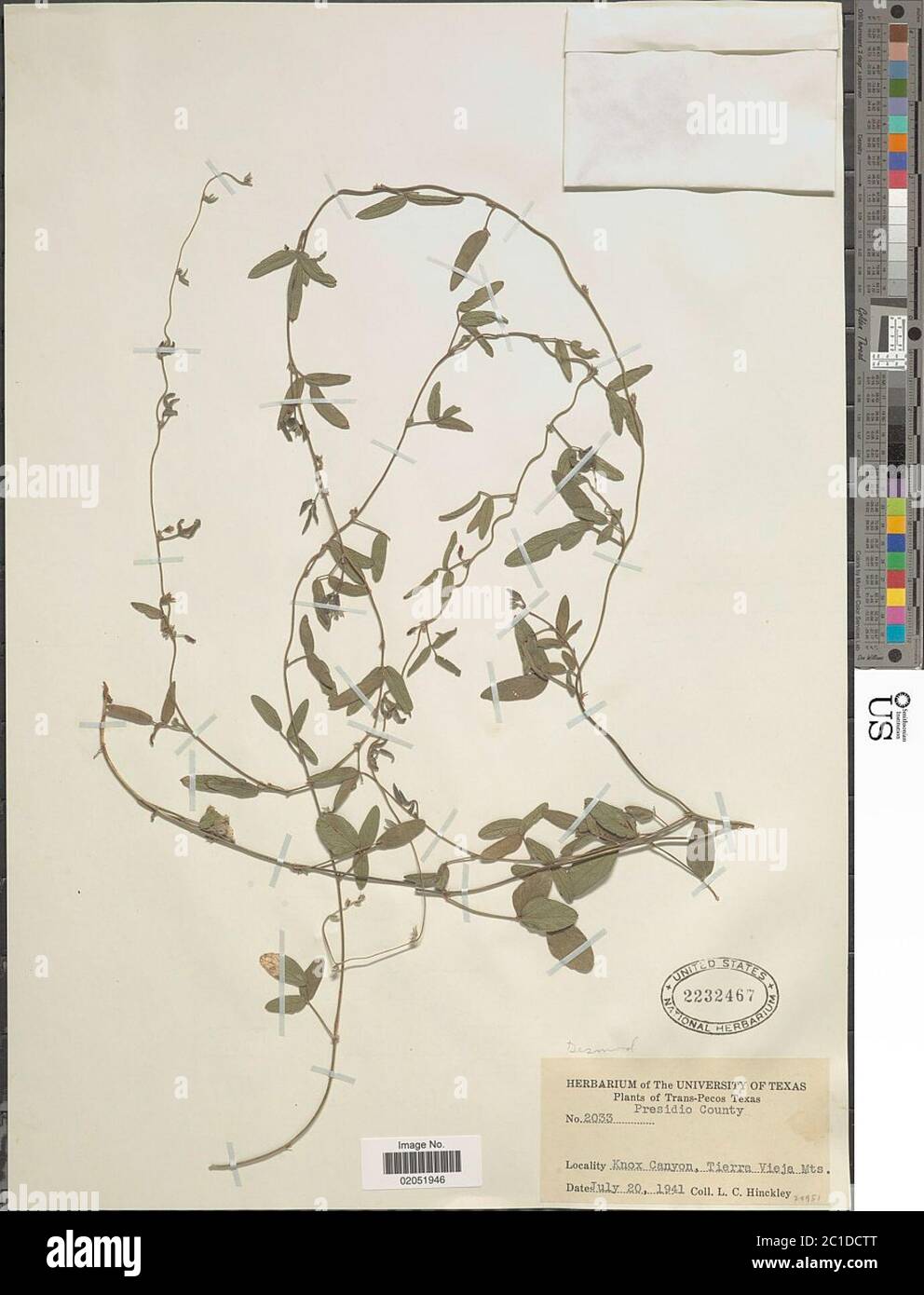 Desmodium desmodium sp hi-res stock photography and images - Alamy