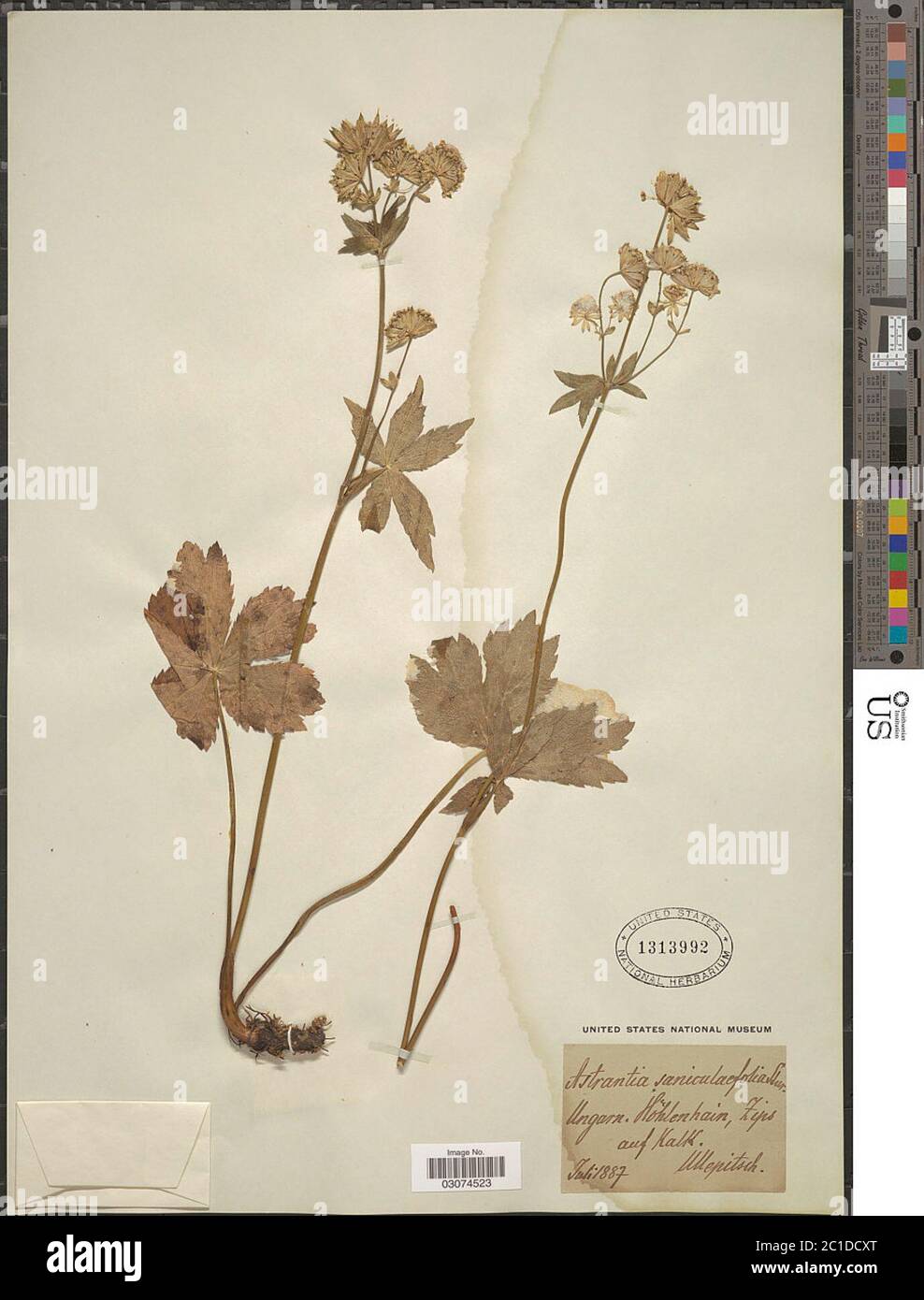 Astrantia saniculifolia Salisb Astrantia saniculifolia Salisb Stock ...