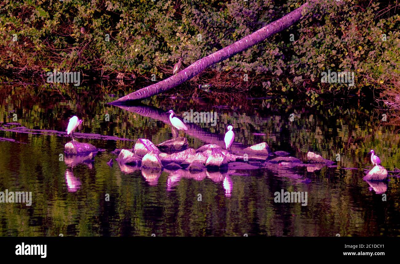 Swans gather in a pond in India Stock Photo - Alamy