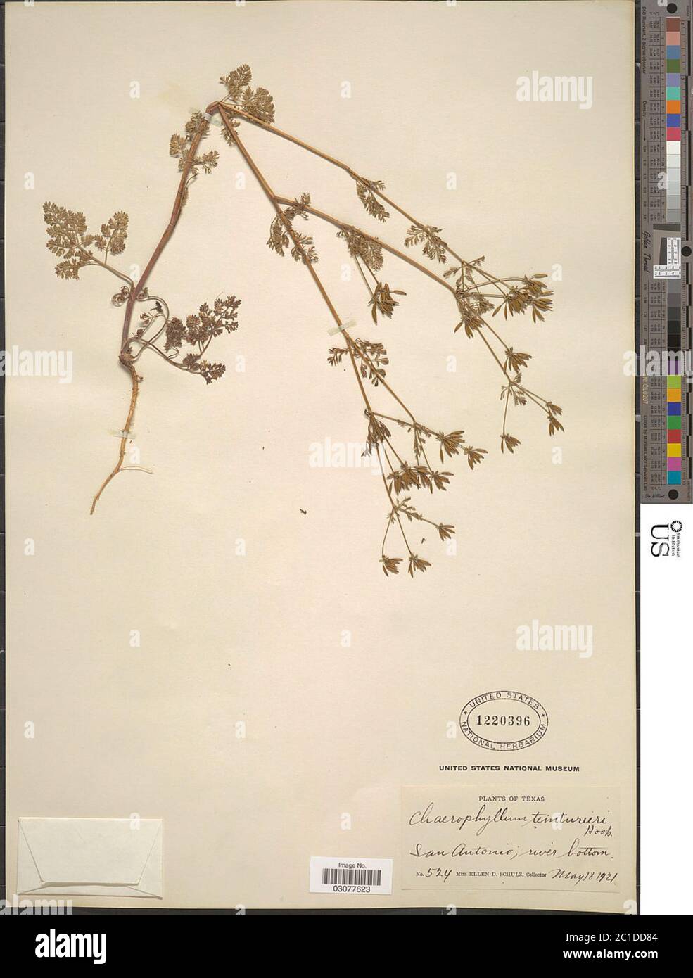 Chaerophyllum texanum JM Coult Rose Chaerophyllum texanum JM Coult Rose ...