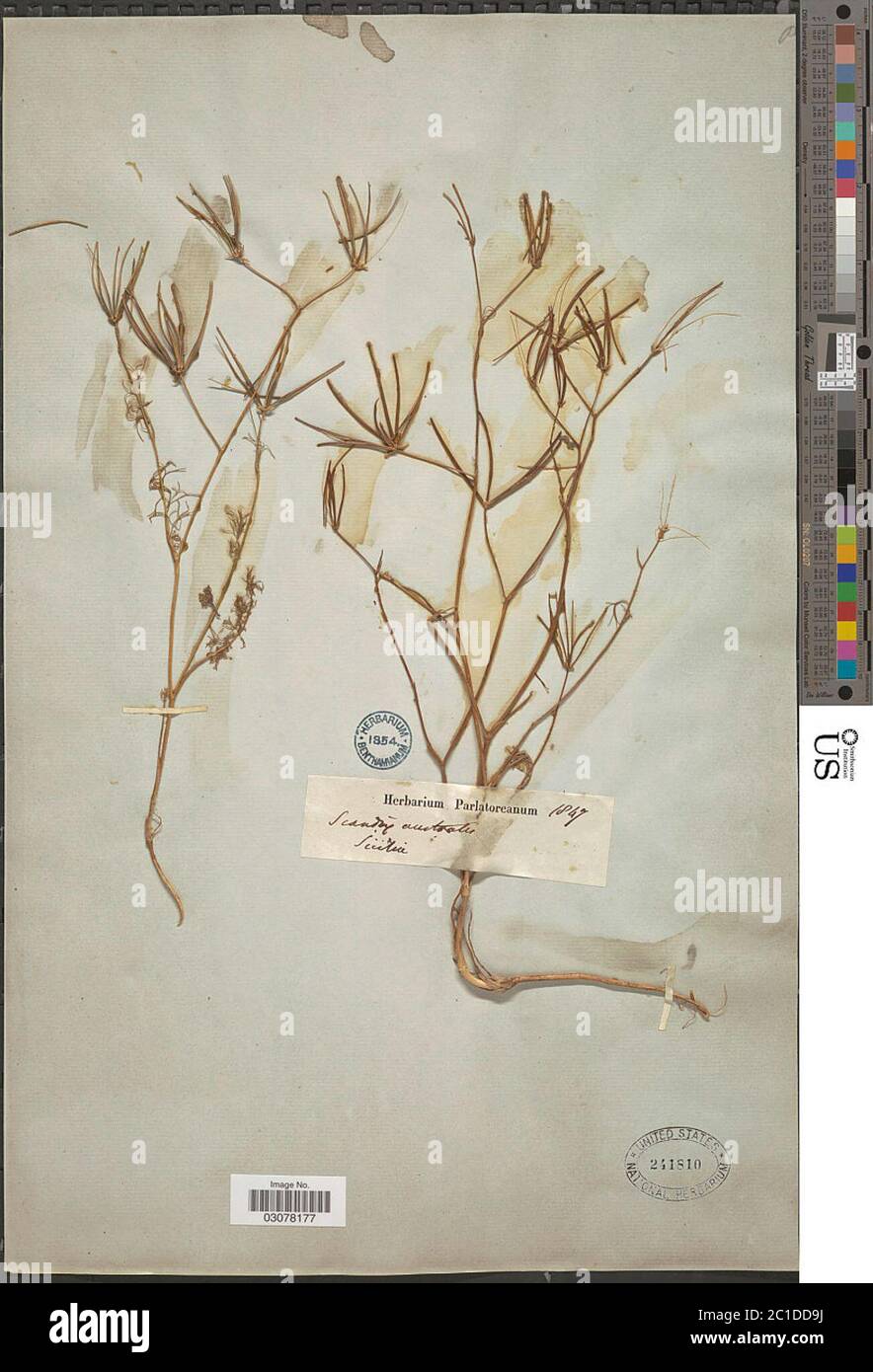 Scandix australis hi-res stock photography and images - Alamy