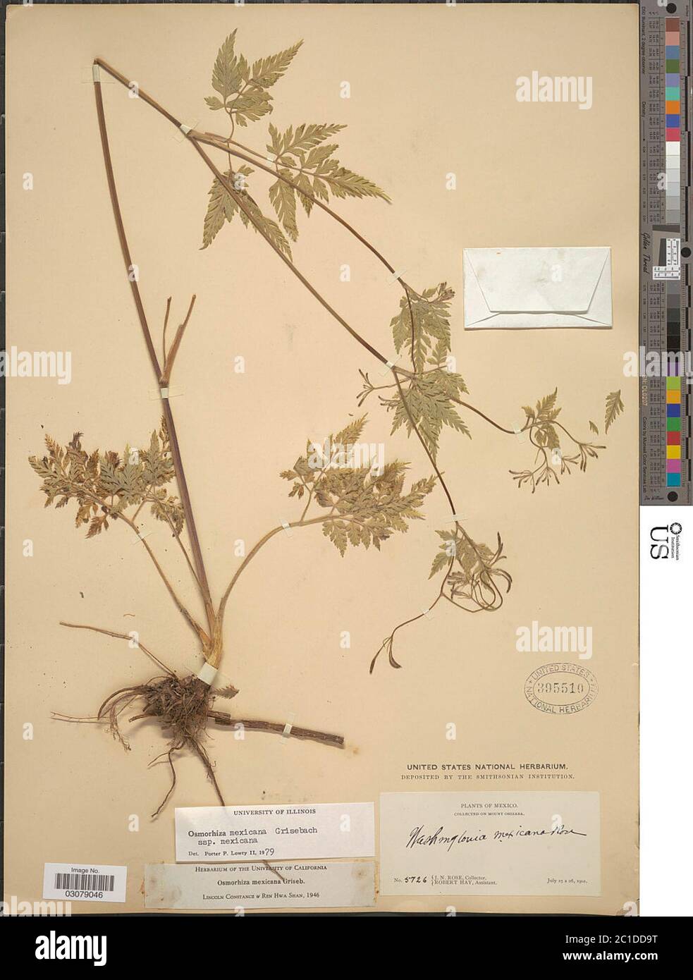 Osmorhiza mexicana Griseb Osmorhiza mexicana Griseb Stock Photo - Alamy