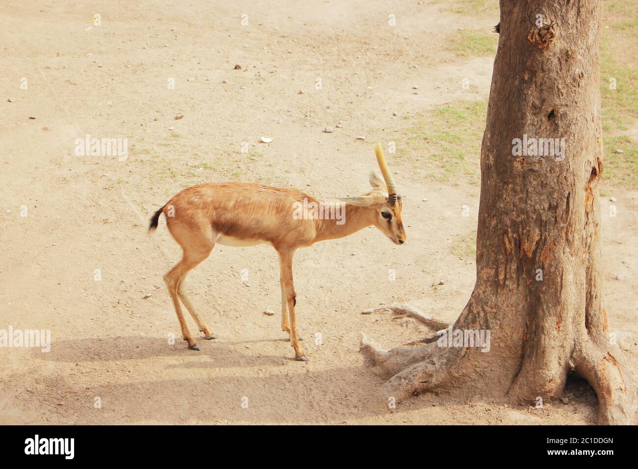 Beautiful baby deer standing near the tree in Lahore zoo Pakistan. 24 ...