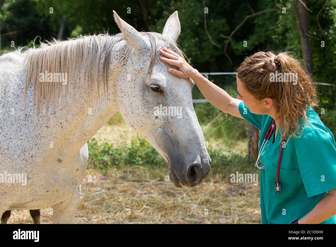 Veterinary great performing a scan to a young mare Stock Photo - Alamy