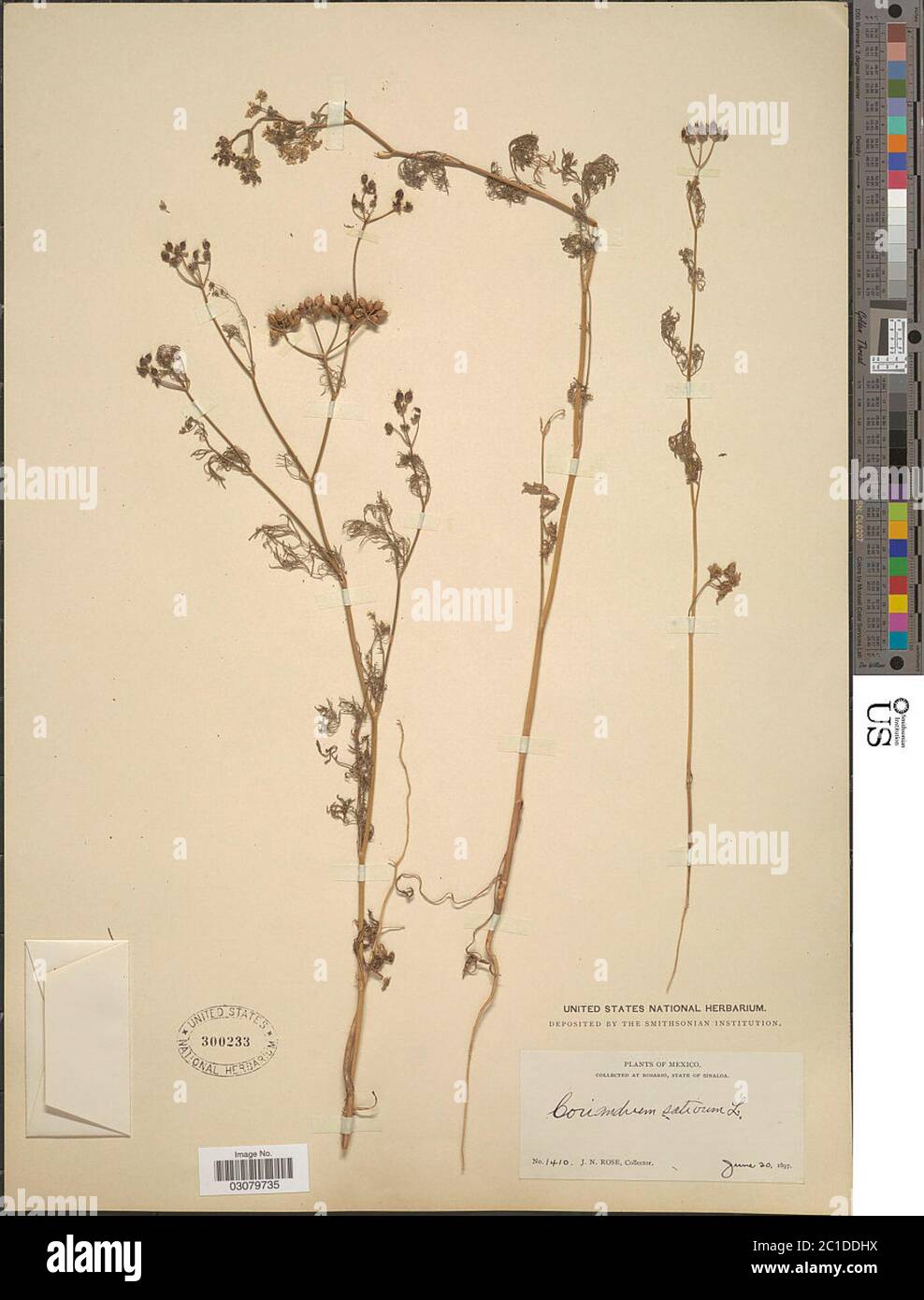 Coriandrum sativum L Coriandrum sativum L Stock Photo - Alamy