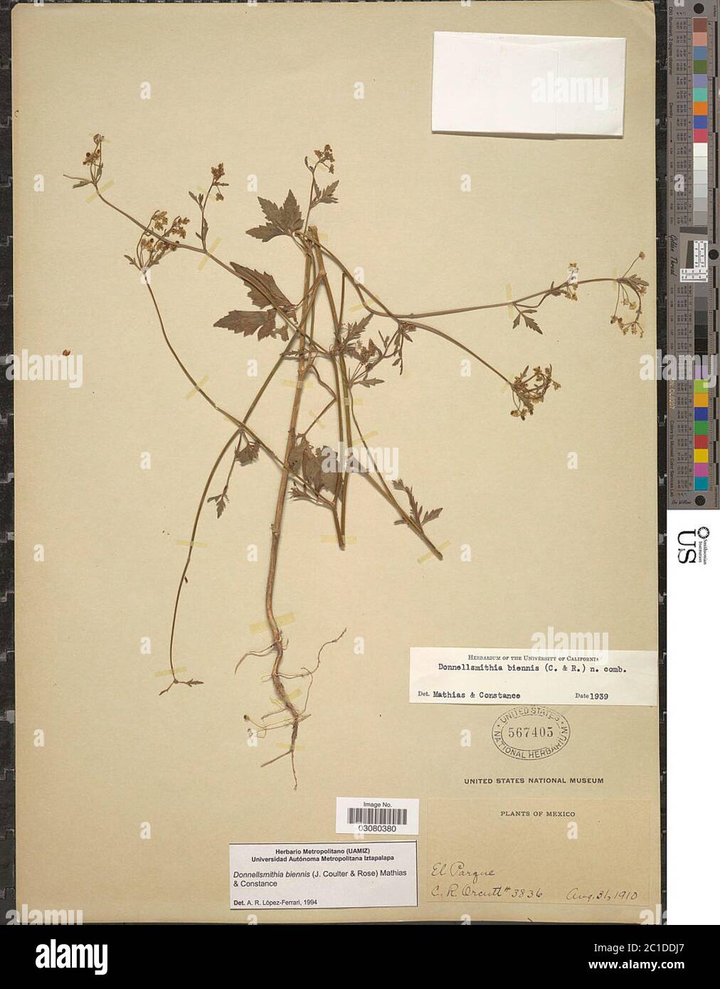 Donnellsmithia biennis JM Coult Rose Mathias Constance Donnellsmithia ...