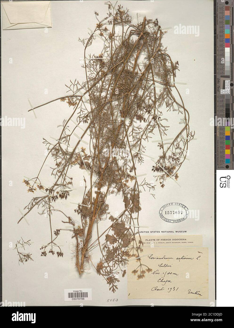 Coriandrum sativum L Coriandrum sativum L Stock Photo - Alamy