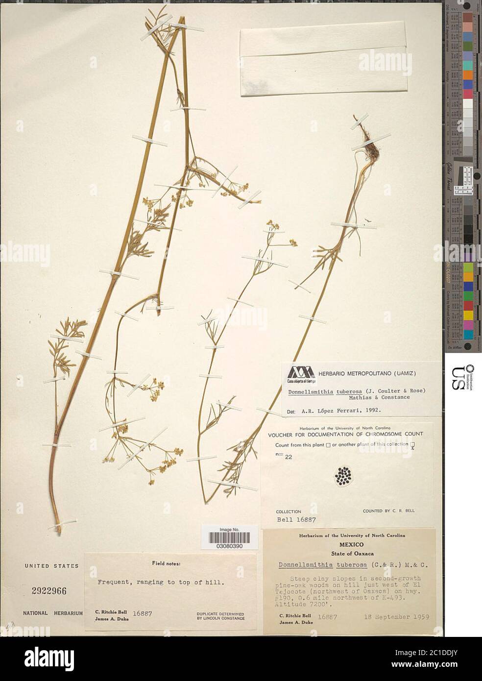 Donnellsmithia tuberosa JM Coult Rose Mathias Constance Donnellsmithia ...