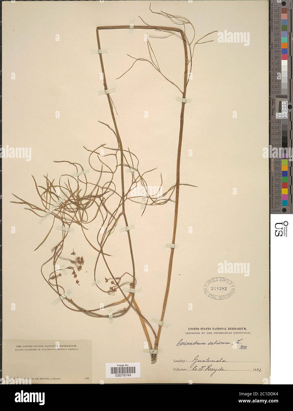 Coriandrum sativum L Coriandrum sativum L Stock Photo - Alamy