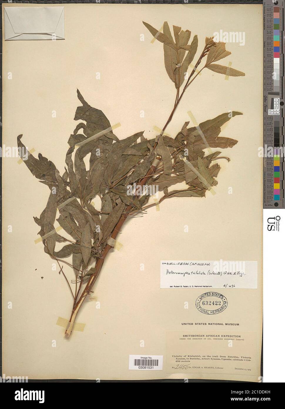 Heteromorpha trifoliata Heteromorpha trifoliata Stock Photo - Alamy