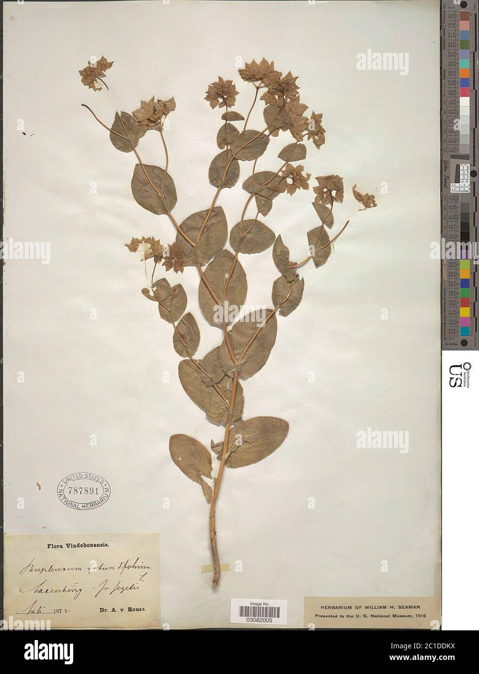 Bupleurum rotundifolium Bupleurum rotundifolium Stock Photo - Alamy