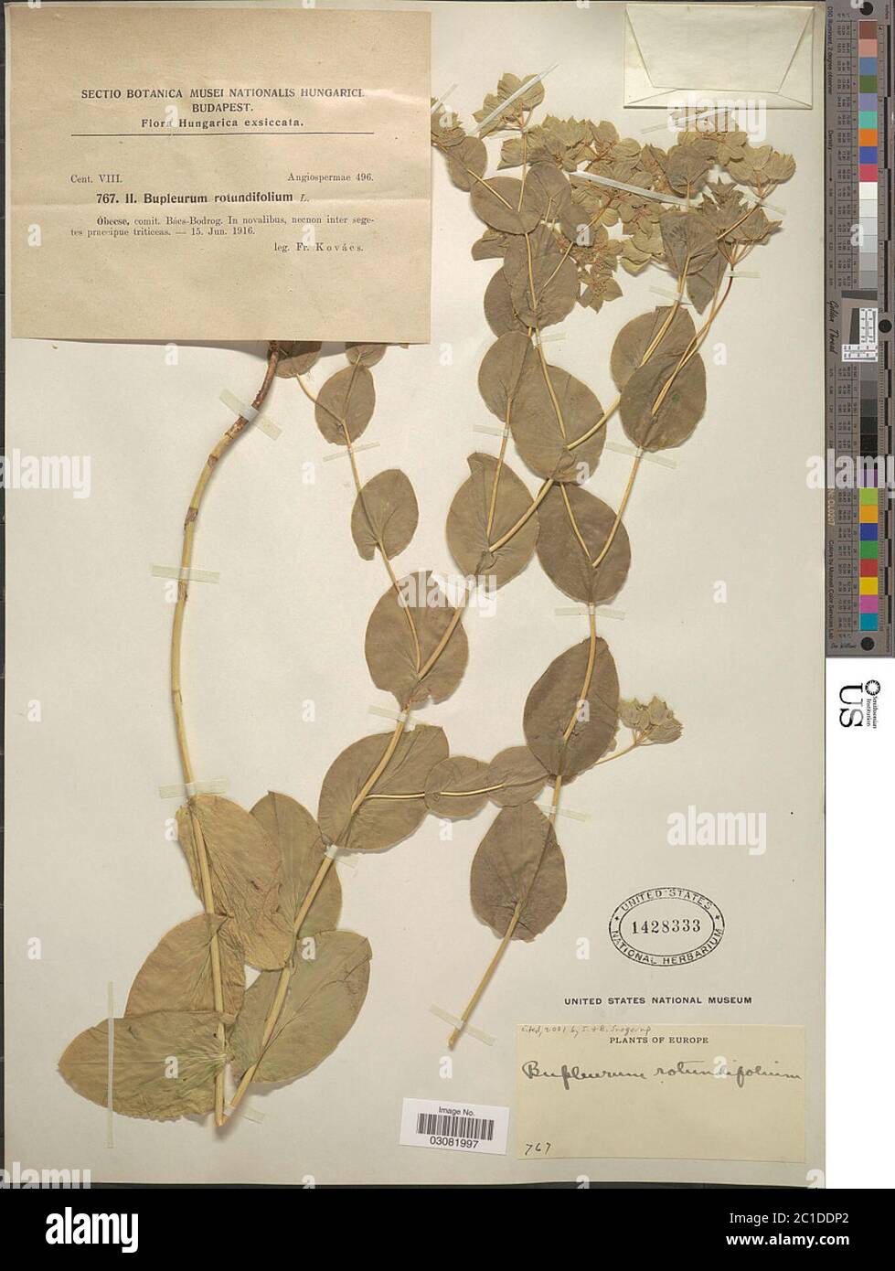 Bupleurum rotundifolium Bupleurum rotundifolium Stock Photo - Alamy