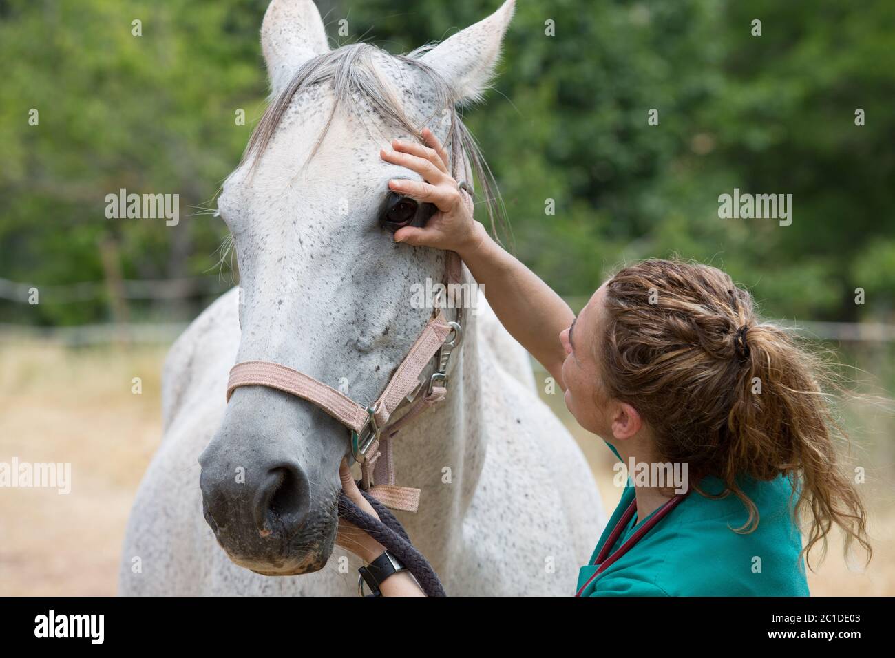 Veterinary performing a visual inspection of a horse on the farm Stock ...