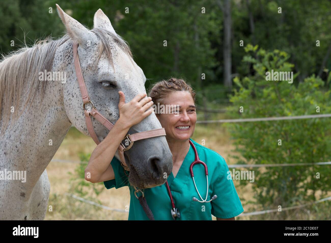 Veterinary great performing a scan to a young mare Stock Photo - Alamy