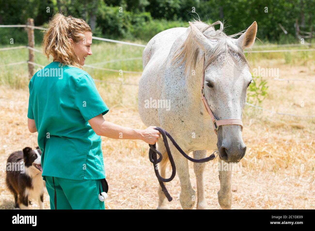Veterinary great performing a scan to a young mare Stock Photo - Alamy