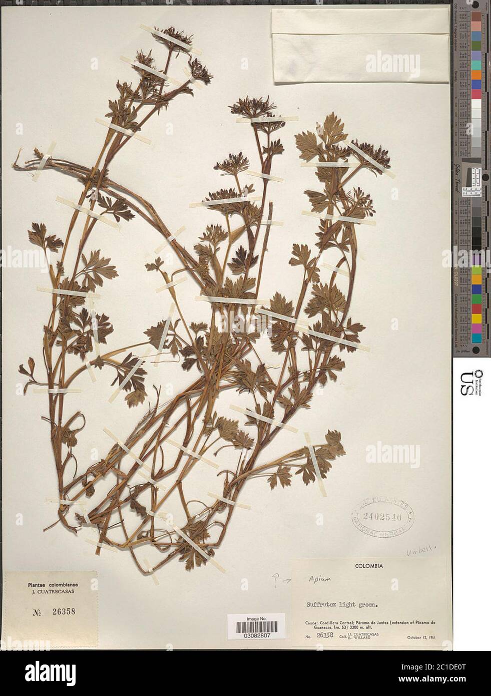 Apium sp hi-res stock photography and images - Alamy