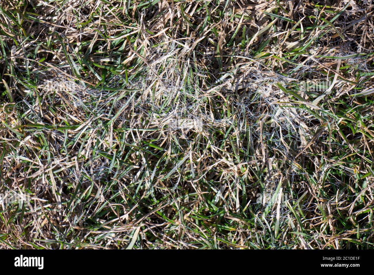 Spring lawn grass affected by grey snow mold Typhula sp. in the April ...