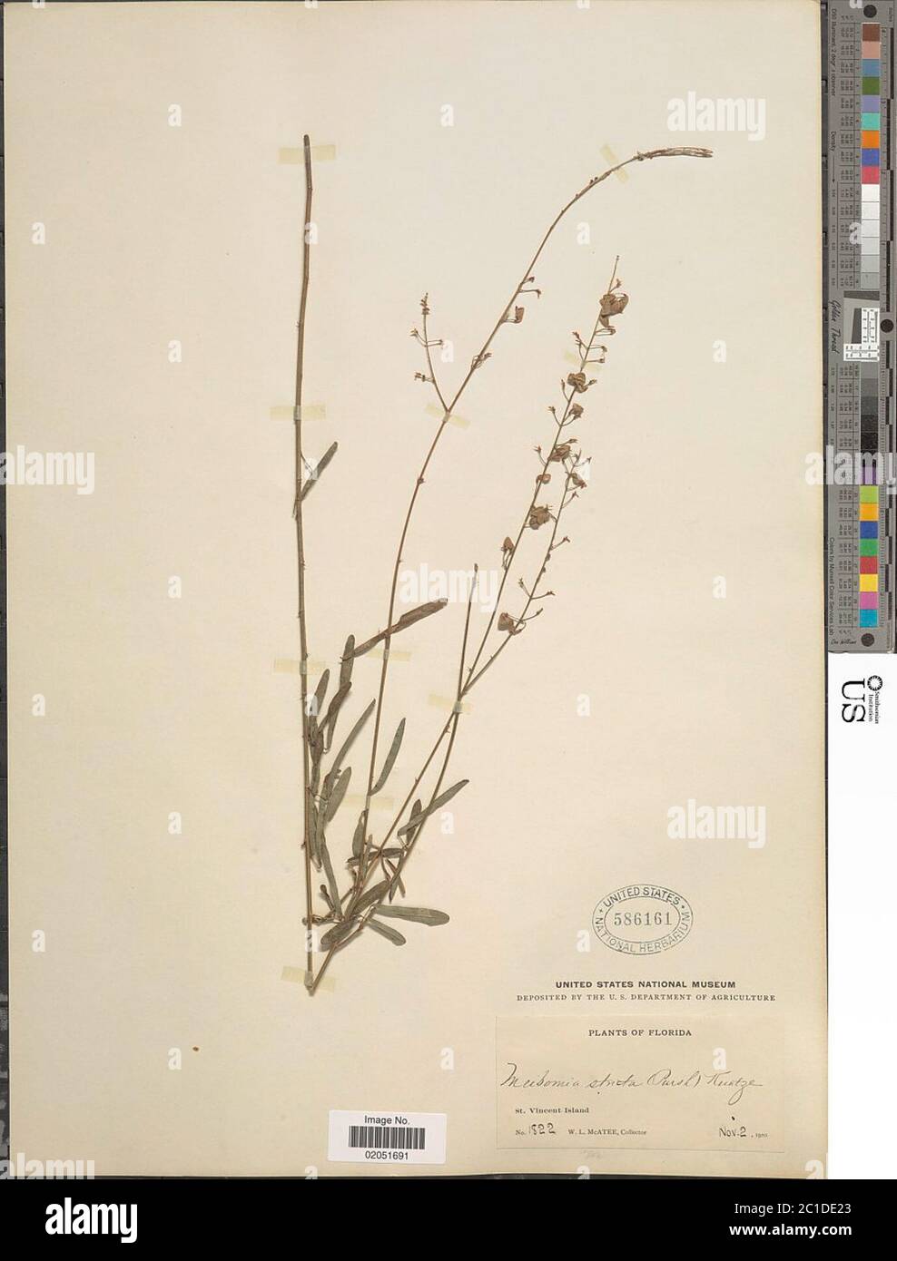 Desmodium strictum Pursh DC Desmodium strictum Pursh DC Stock Photo - Alamy