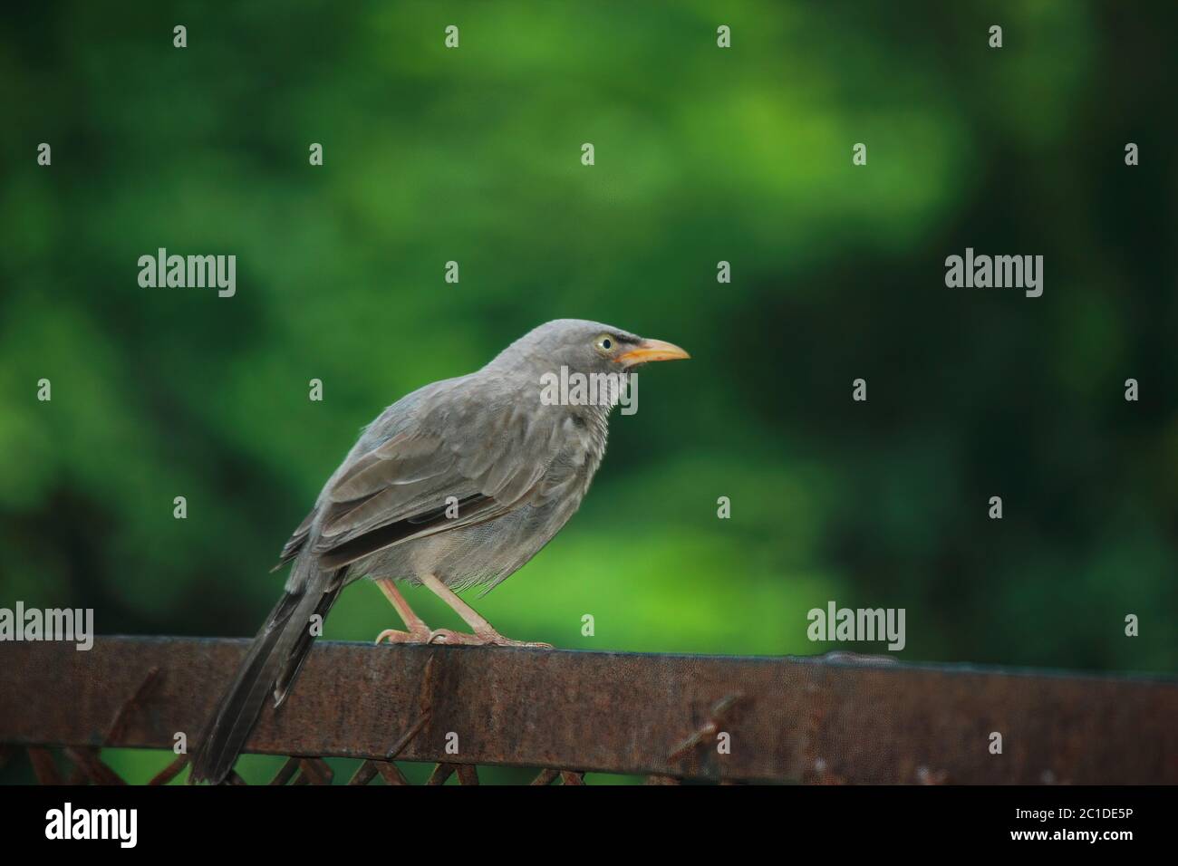 Jungle Babbler Bird, a species of laughing thrushes Stock Photo - Alamy