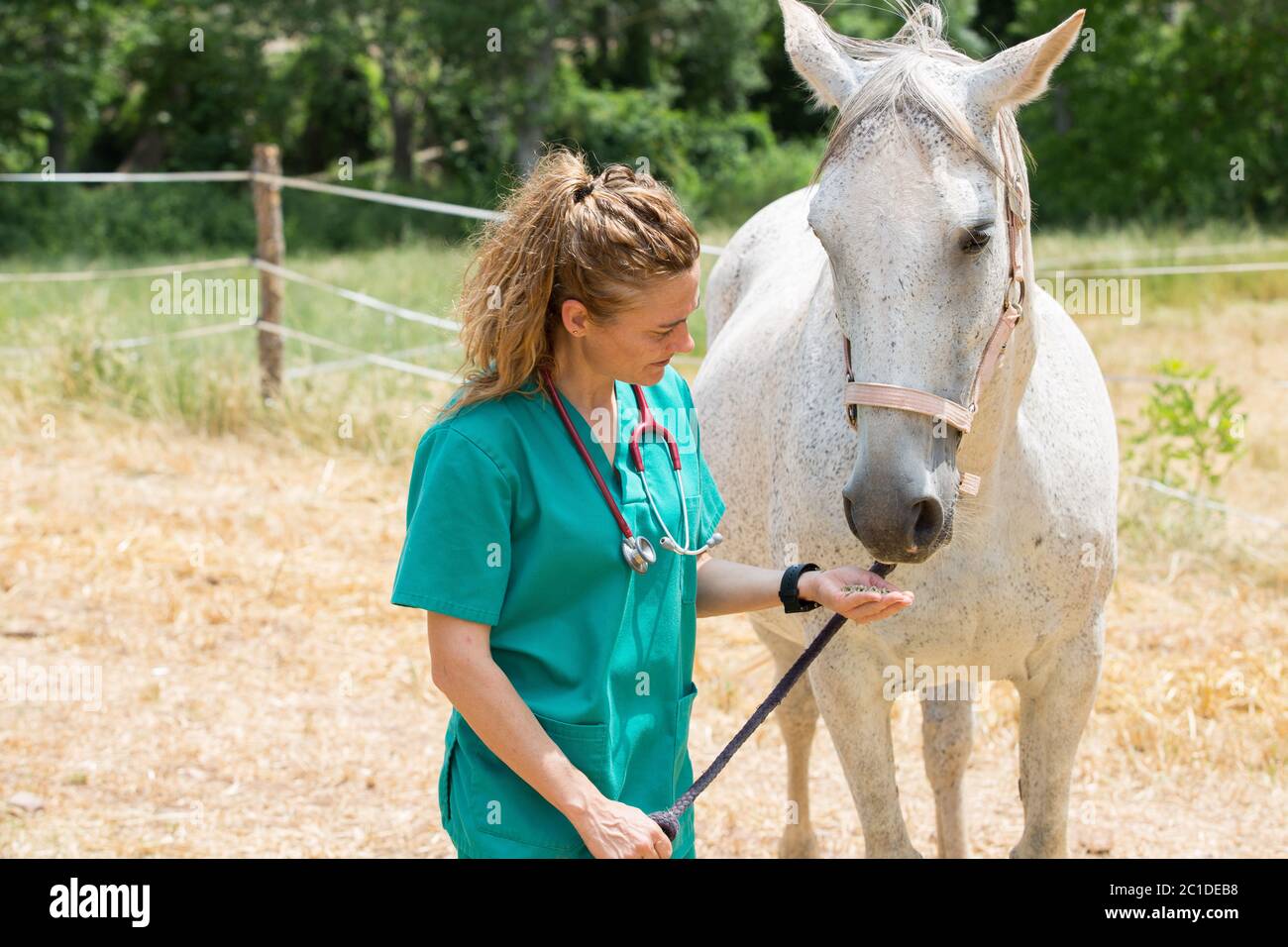 Endoscope horse hi-res stock photography and images - Alamy