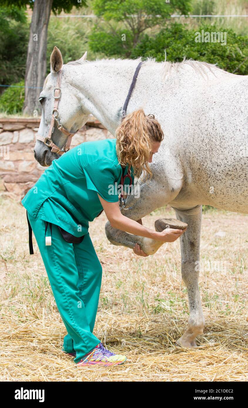 Veterinary great performing a scan to a young mare Stock Photo - Alamy