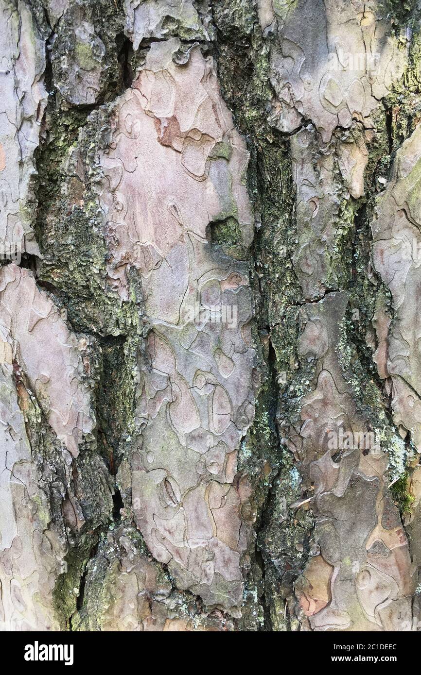 Seamless tree bark wood texture hi-res stock photography and images - Alamy