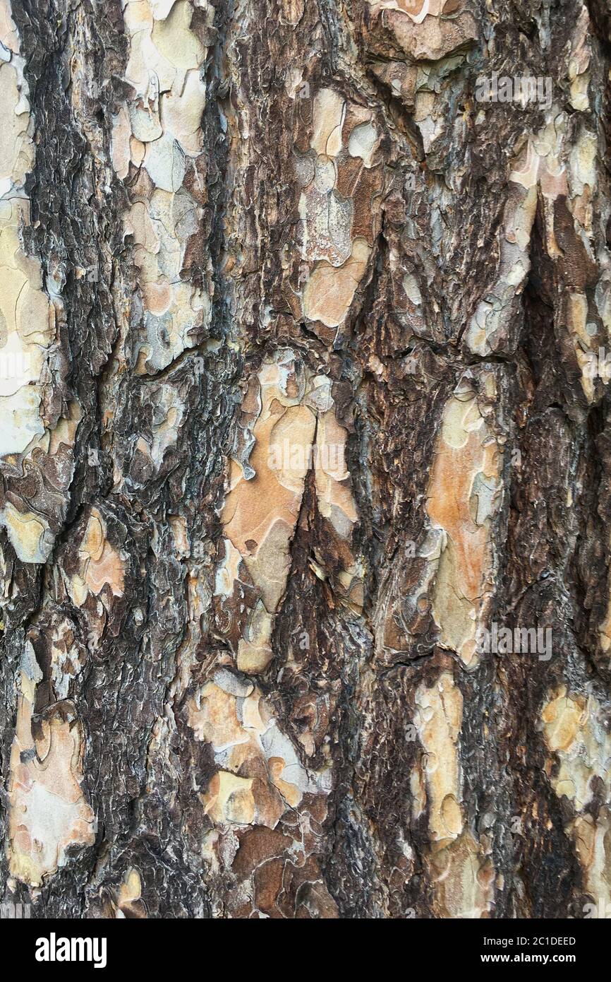 Seamless tree bark wood texture hi-res stock photography and images - Alamy