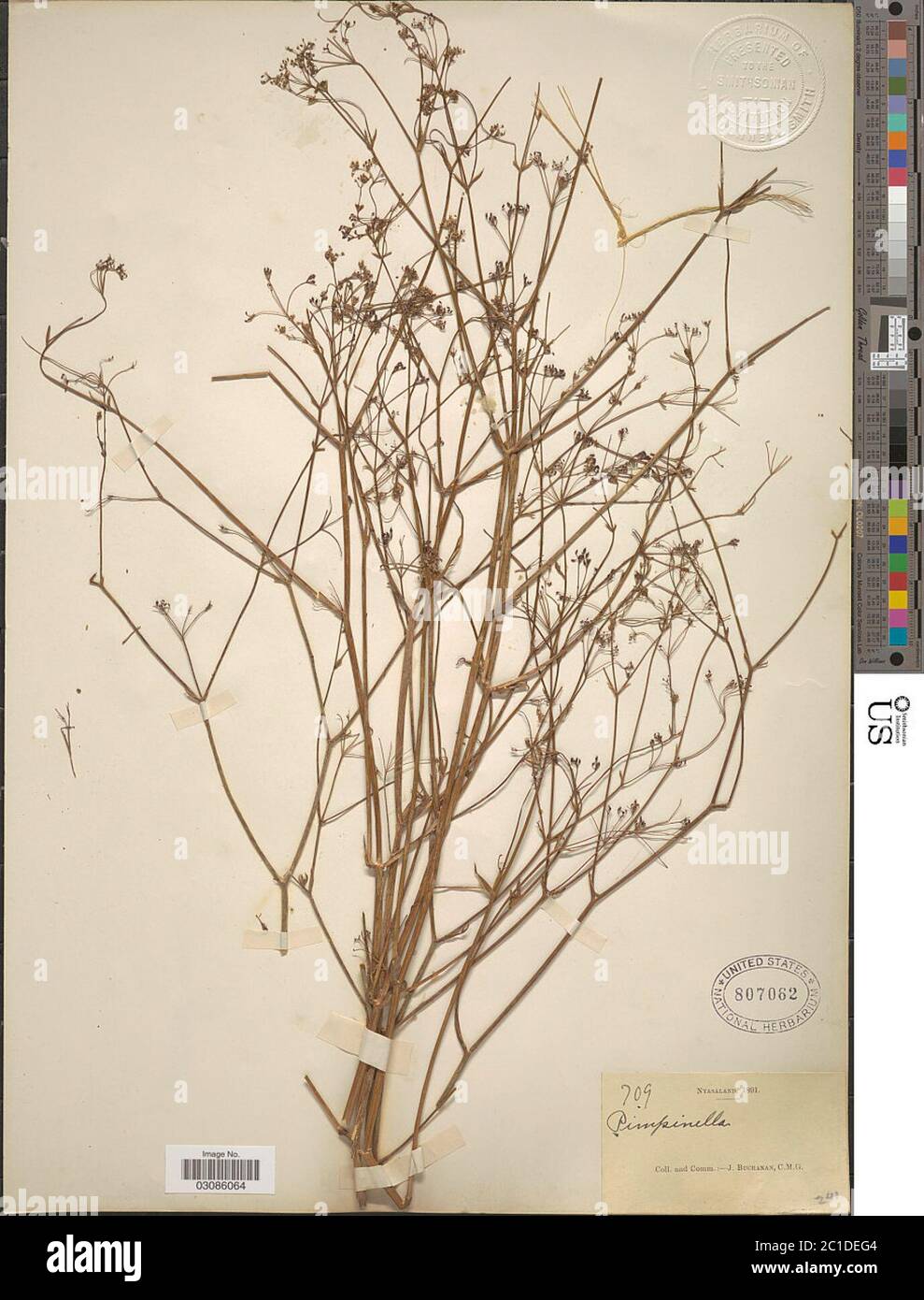 Pimpinella sp hi-res stock photography and images - Alamy