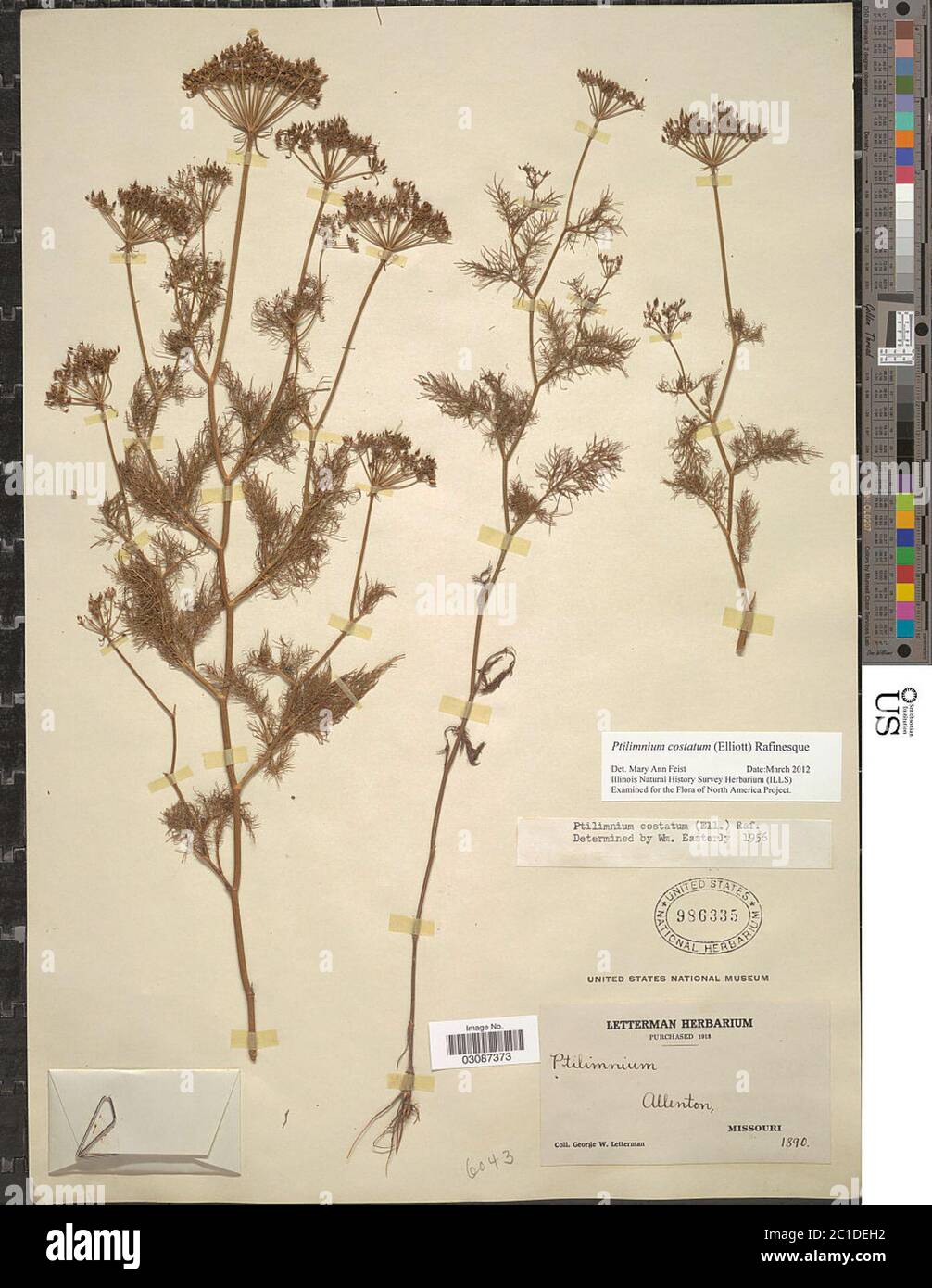 Ptilimnium costatum Elliott Raf Ptilimnium costatum Elliott Raf Stock ...