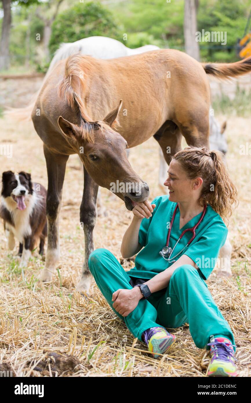 Veterinary great performing a scan to a young mare Stock Photo - Alamy
