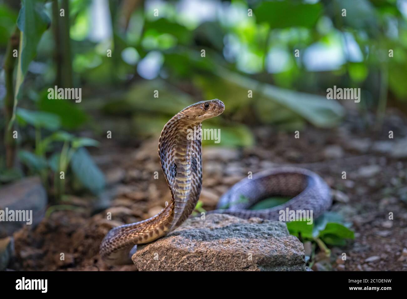 Naja´ hi-res stock photography and images - Alamy