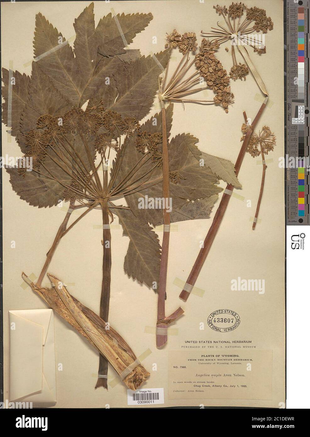 Angelica ampla A Nelson Angelica ampla A Nelson Stock Photo - Alamy