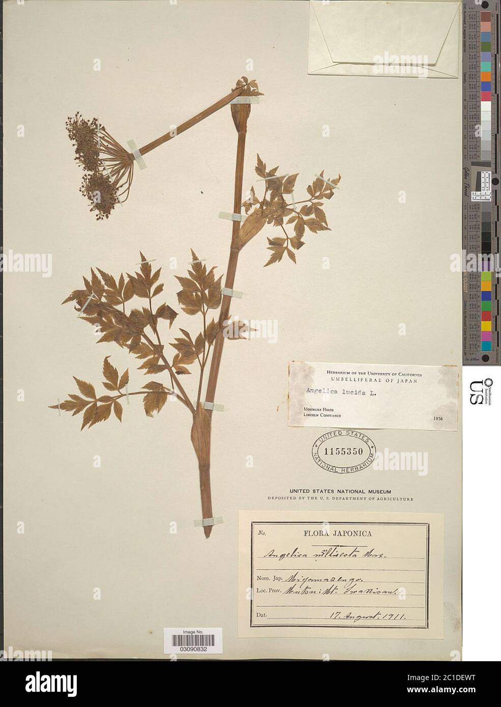 Angelica lucida L Angelica lucida L Stock Photo - Alamy