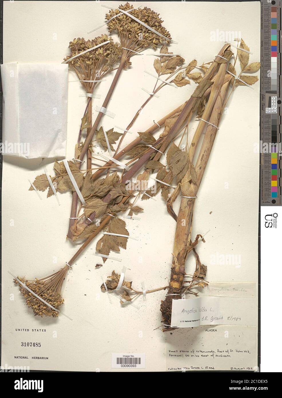 Angelica lucida L Angelica lucida L Stock Photo - Alamy