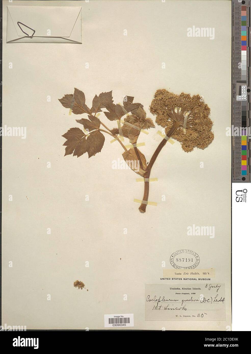 Angelica lucida L Angelica lucida L Stock Photo - Alamy