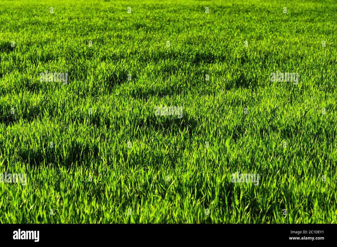 Green wave patterns hi-res stock photography and images - Alamy