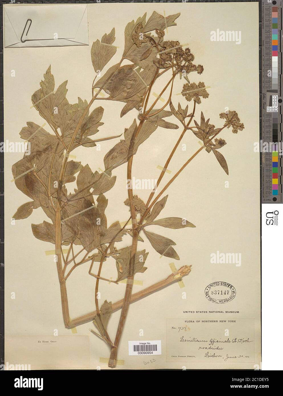 Levisticum sp Levisticum sp Stock Photo - Alamy