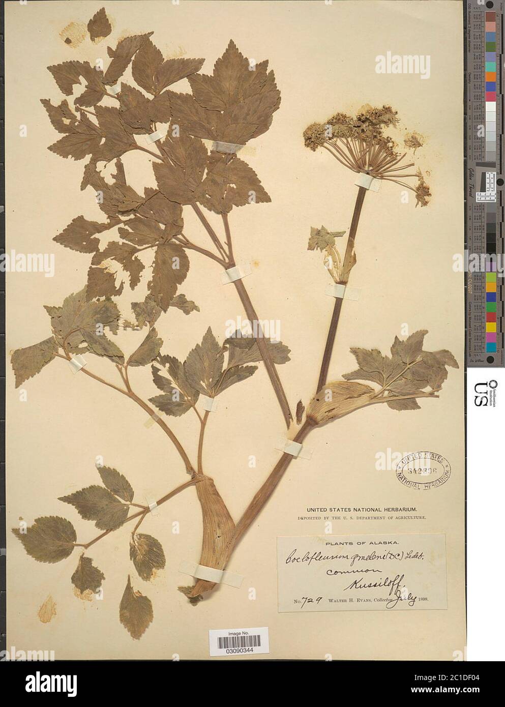 Angelica lucida L Angelica lucida L Stock Photo - Alamy