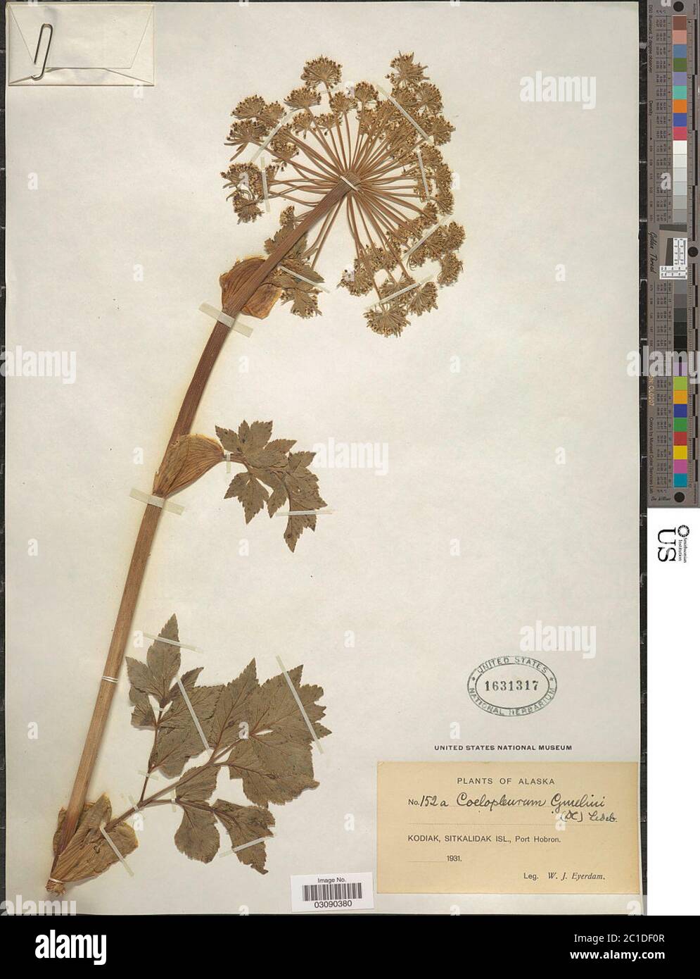 Angelica lucida L Angelica lucida L Stock Photo - Alamy